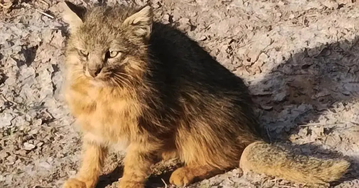 Mar Chiquita ; Reapareció un animal en vías de extinción